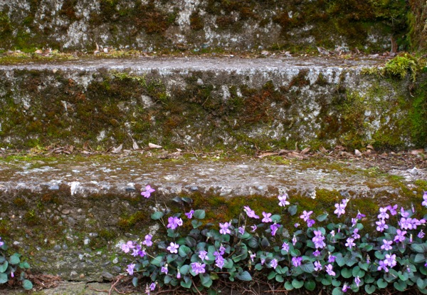 Friday Photo: Spring Steps